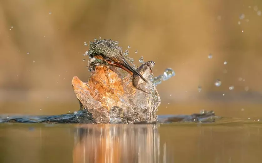 Gary Jones (Gary Jones) diving fındıqlarının təəccüblü fotoları 7875_5