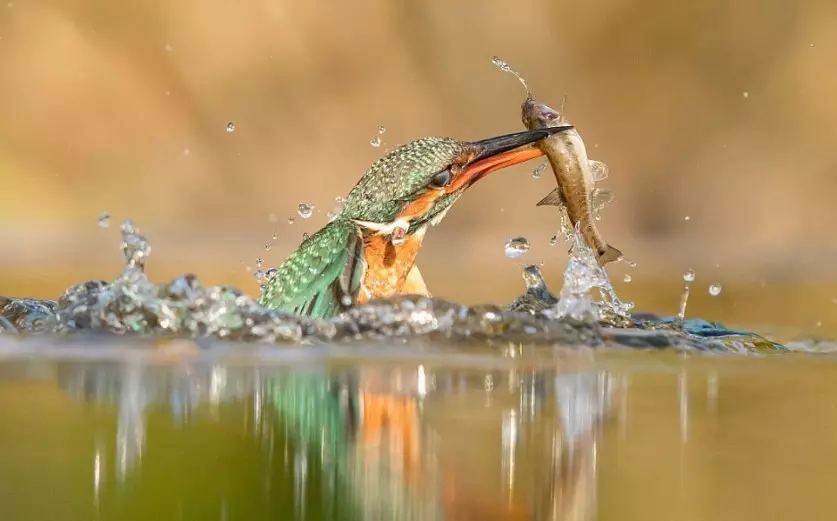 Gary Jones (Gary Jones) diving fındıqlarının təəccüblü fotoları 7875_6