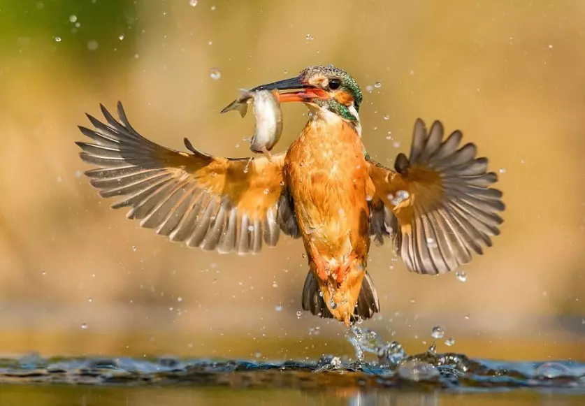 Gary Jones (Gary Jones) diving fındıqlarının təəccüblü fotoları 7875_7