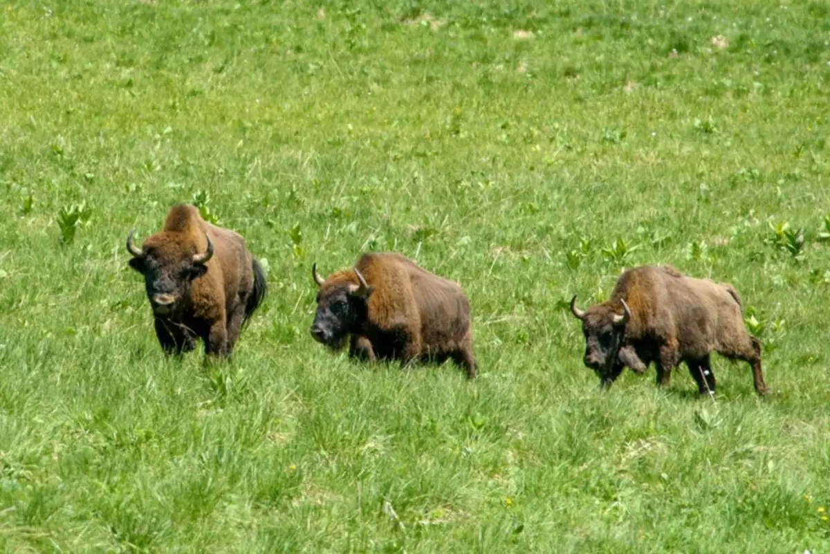 Kev zoo nkauj ... Caucasian Reserve nyob rau hauv lub lens;) 7908_16