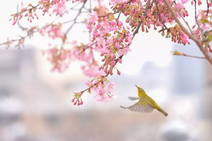 Cele mai bune fotografii ale National Geographic Mai 2017 7964_1