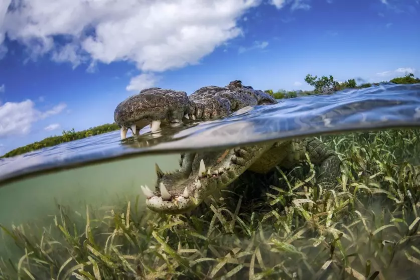 Picha bora za National Geographic Mei 2017. 7964_12