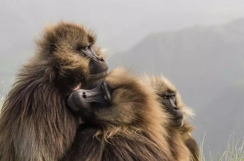 Picha bora za National Geographic Mei 2017. 7964_17