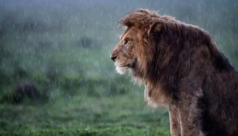 Najbolje fotografije National Geographic May 2017 7964_4