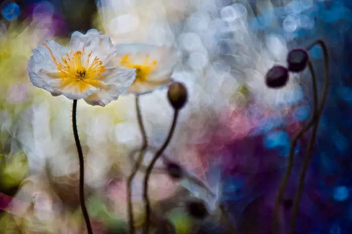 Checar of Newness, Tenderness and Brightness: Spring Macro Photos Magda Vasiczek (Magda Wasiczek) 7966_14