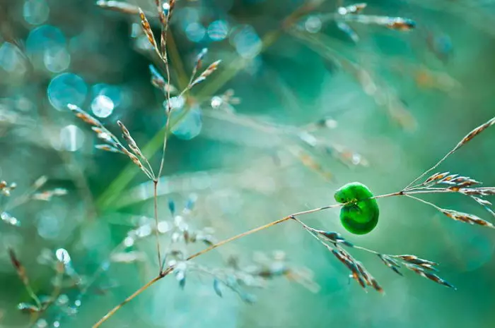 Daya kesegaran, kelembutan lan padhange: Foto macro spring Magda Vasiczek (Magda Wasicek) 7966_5