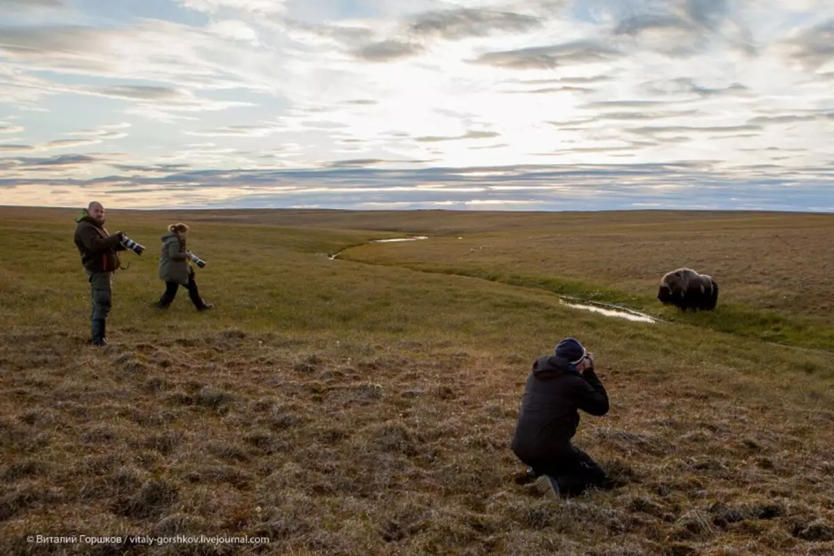 Photographing sa silangan baybayin ng Taimyr na may Vitaly Gorshkov at Maxim Tuguchev 7996_19