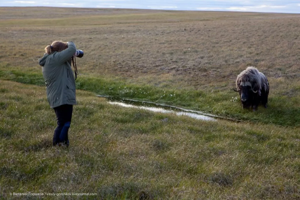 Photographing sa silangan baybayin ng Taimyr na may Vitaly Gorshkov at Maxim Tuguchev 7996_20