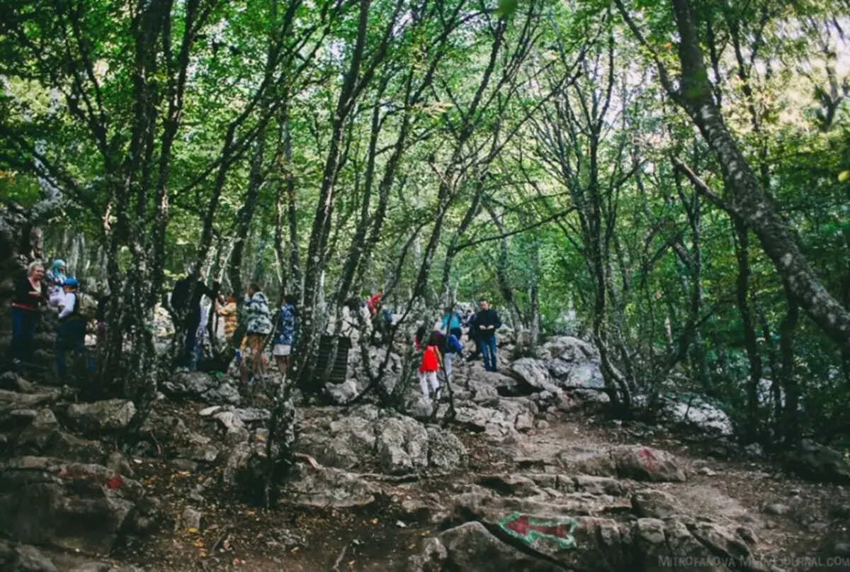 Di fîşanan de şilandî ... bûkên li ser Ai-Petri li Lens Mary Mitrofanova sekinîn 8012_3