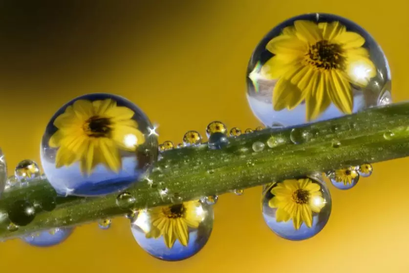 Reflecții ale florilor în picăturile de dew Alberto Gizzy Panitza (Alberto Ghizzi Panizza) 8091_1