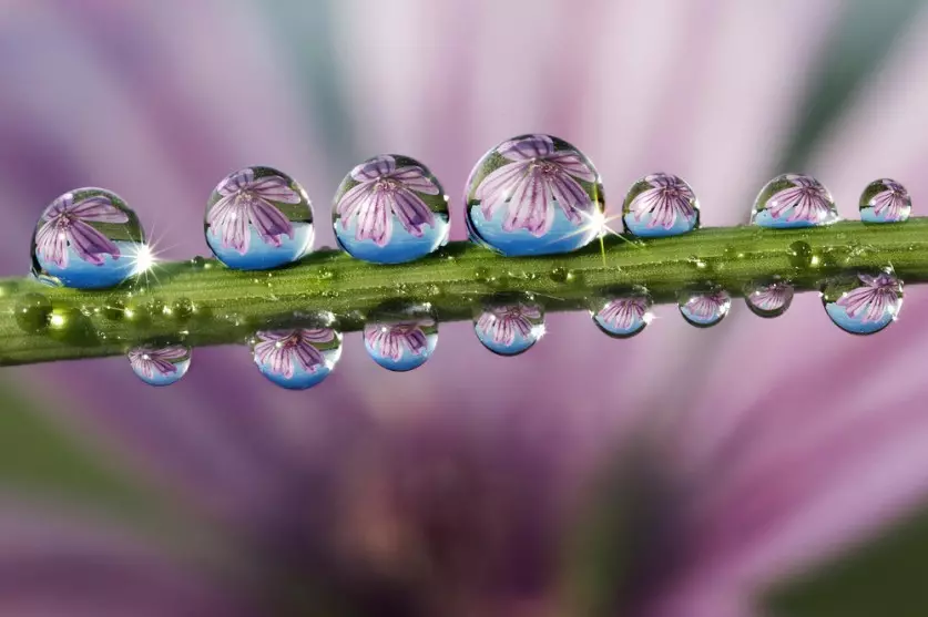 露水滴在露水鹅卵石Panitza（Alberto Ghizzi Panizza）的思考 8091_11