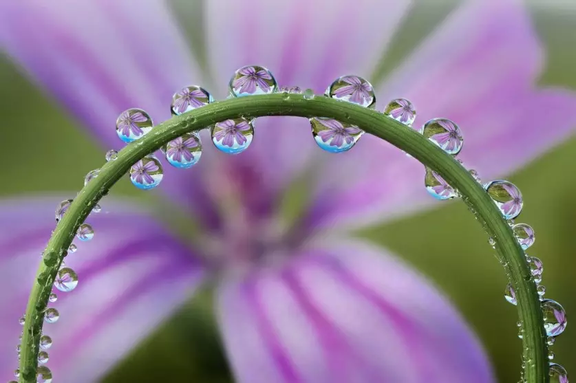 露水滴在露水鹅卵石Panitza（Alberto Ghizzi Panizza）的思考 8091_15