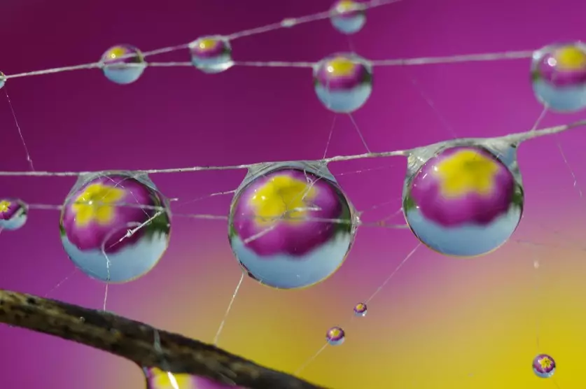 Reflecții ale florilor în picăturile de dew Alberto Gizzy Panitza (Alberto Ghizzi Panizza) 8091_16