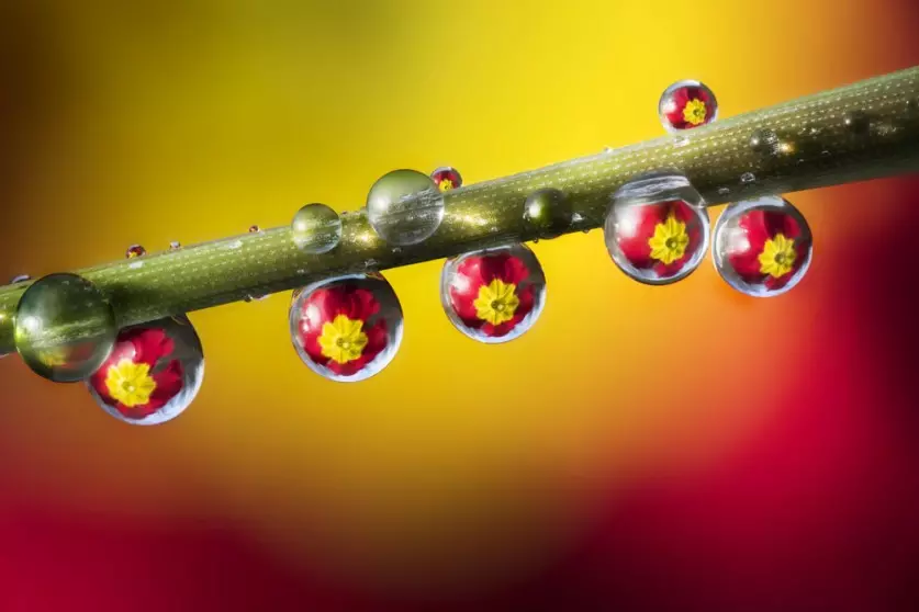 Reflecții ale florilor în picăturile de dew Alberto Gizzy Panitza (Alberto Ghizzi Panizza) 8091_17