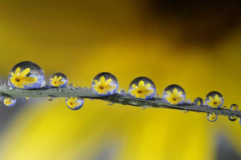 Reflecții ale florilor în picăturile de dew Alberto Gizzy Panitza (Alberto Ghizzi Panizza) 8091_2