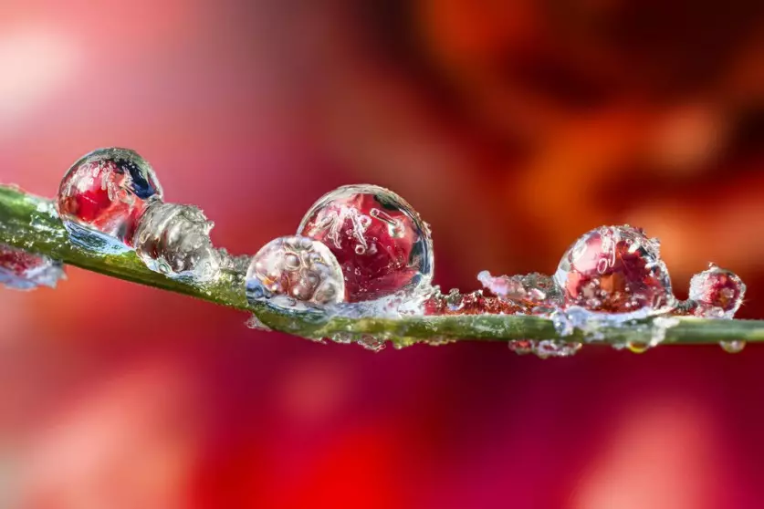 Reflecții ale florilor în picăturile de dew Alberto Gizzy Panitza (Alberto Ghizzi Panizza) 8091_5