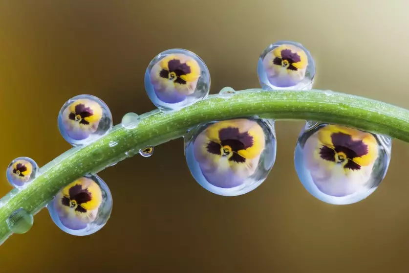 露水滴在露水鹅卵石Panitza（Alberto Ghizzi Panizza）的思考 8091_6