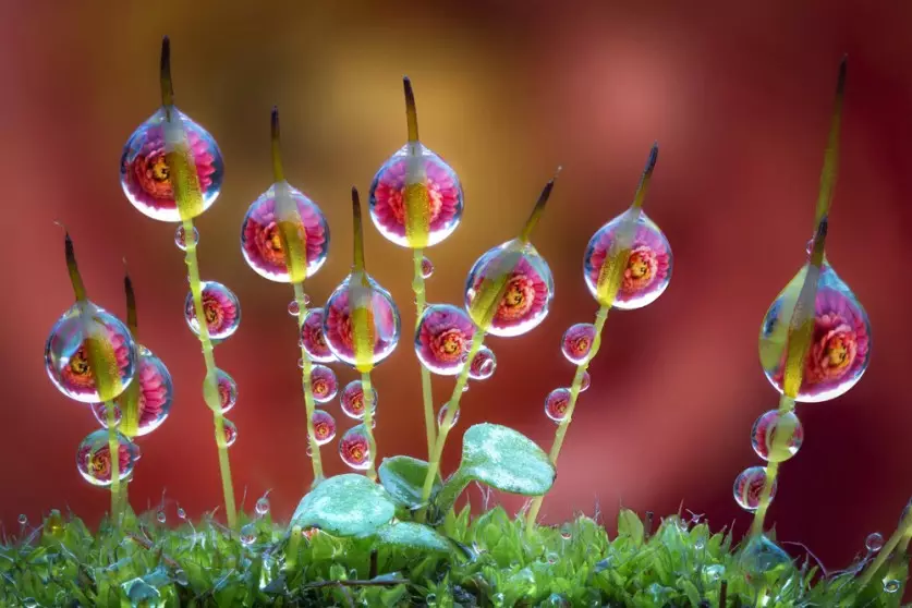 Reflecții ale florilor în picăturile de dew Alberto Gizzy Panitza (Alberto Ghizzi Panizza) 8091_8