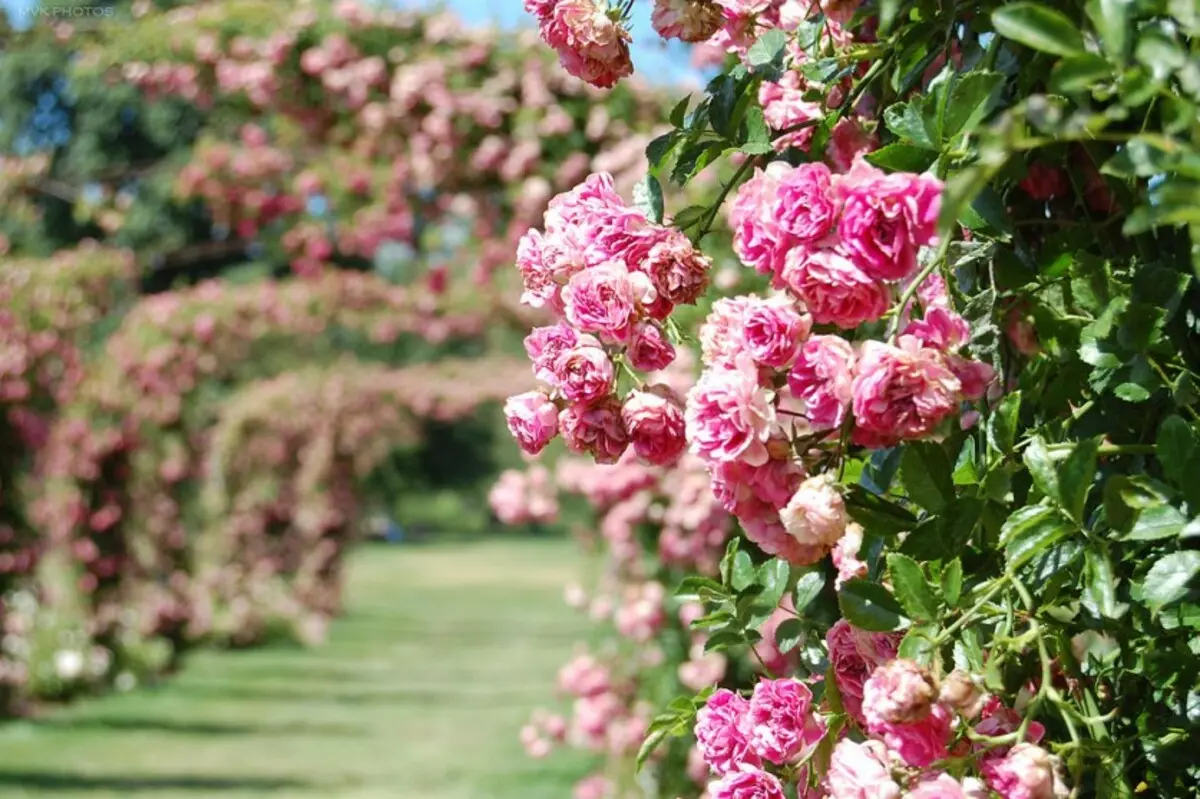 Livet i rosa färg !!! Magiska ramar från världens bästa rosenkrans 8109_4