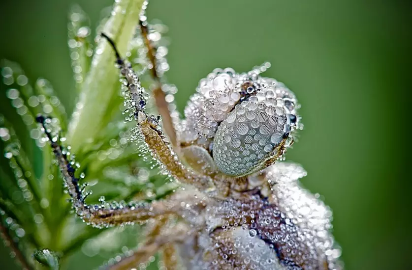 Nakamamanghang macro: Dragonfly sa Dew droplets mula kay David Chambon (David Chambon) 8125_1