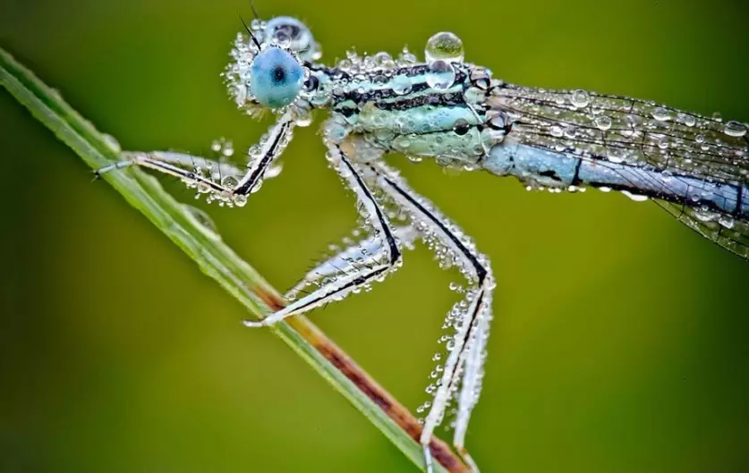 Nakamamanghang macro: Dragonfly sa Dew droplets mula kay David Chambon (David Chambon) 8125_10