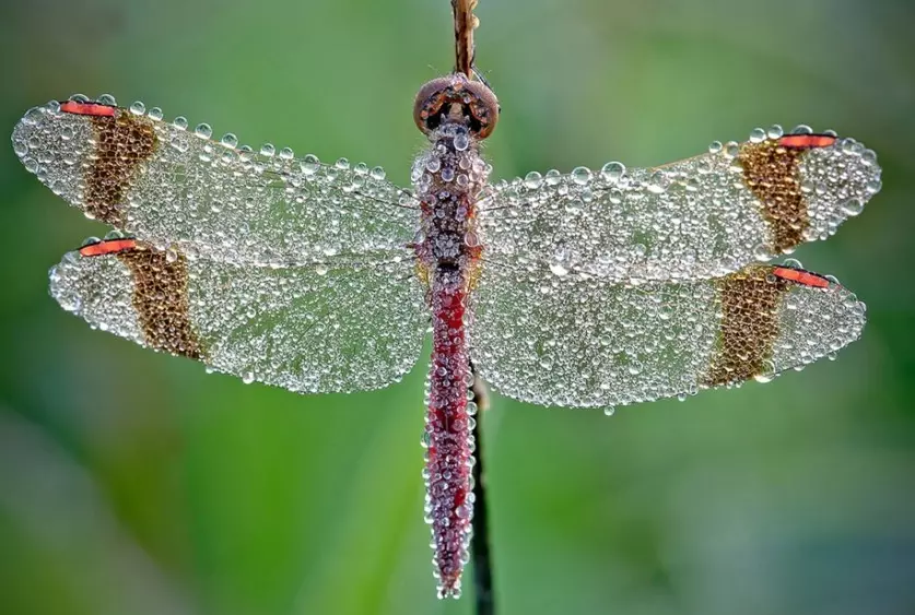 Nakamamanghang macro: Dragonfly sa Dew droplets mula kay David Chambon (David Chambon) 8125_11