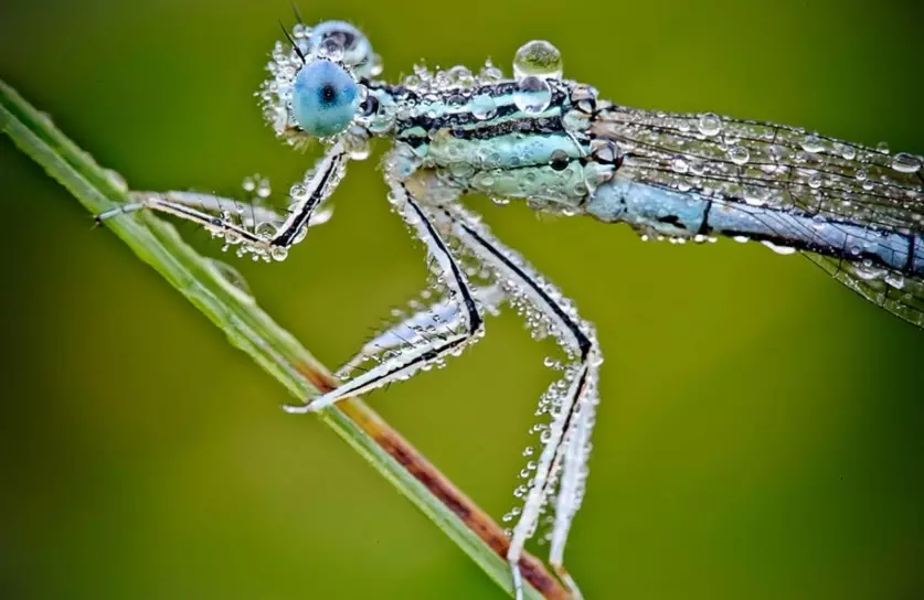 Nakamamanghang macro: Dragonfly sa Dew droplets mula kay David Chambon (David Chambon) 8125_12