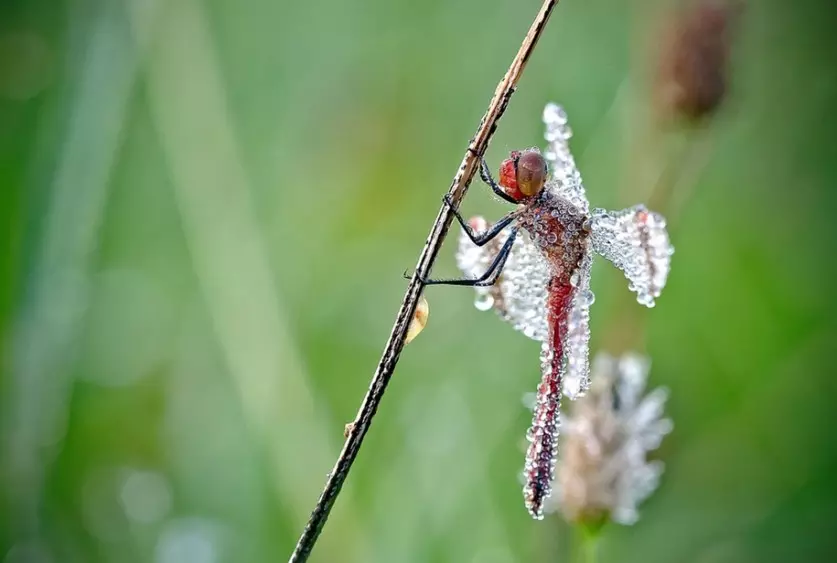 Nakamamanghang macro: Dragonfly sa Dew droplets mula kay David Chambon (David Chambon) 8125_13