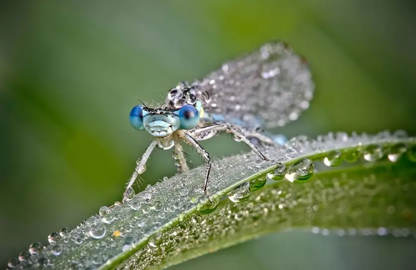 Nakamamanghang macro: Dragonfly sa Dew droplets mula kay David Chambon (David Chambon) 8125_15