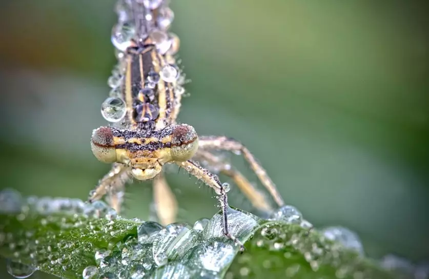 განსაცვიფრებელი მაკრო: dragonfly in dew droplets საწყისი David Chambon (David Chambon) 8125_16