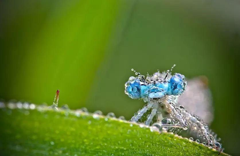 Nakamamanghang macro: Dragonfly sa Dew droplets mula kay David Chambon (David Chambon) 8125_17