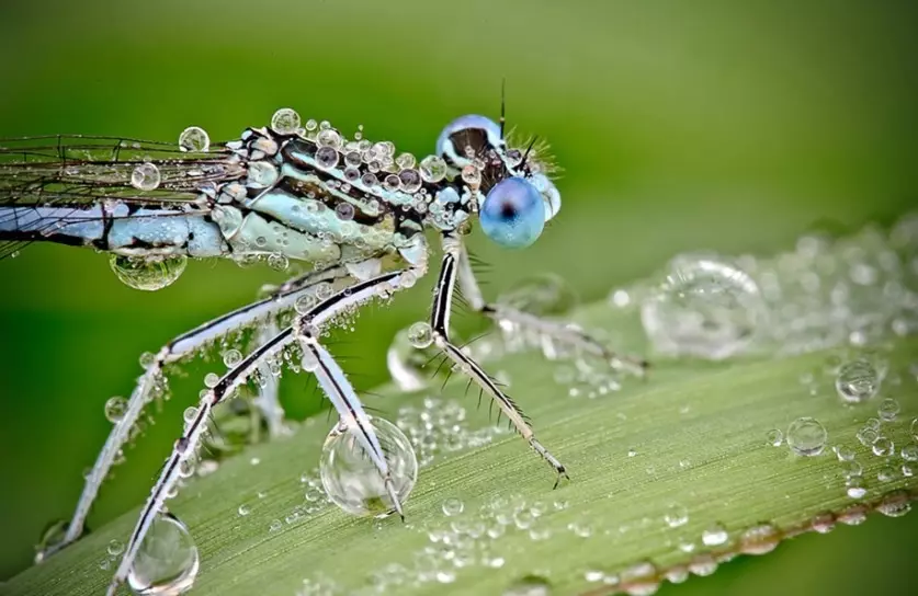 Nakamamanghang macro: Dragonfly sa Dew droplets mula kay David Chambon (David Chambon) 8125_18