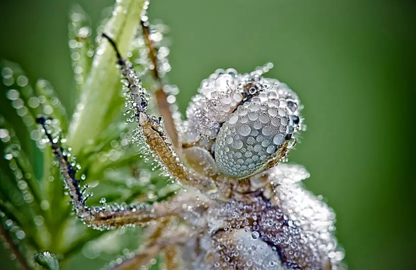 Nakamamanghang macro: Dragonfly sa Dew droplets mula kay David Chambon (David Chambon) 8125_19