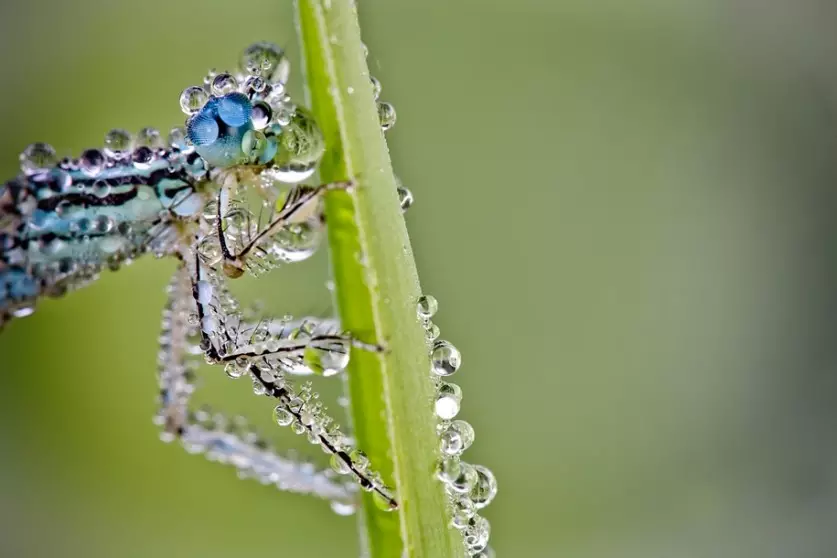 Nakamamanghang macro: Dragonfly sa Dew droplets mula kay David Chambon (David Chambon) 8125_2