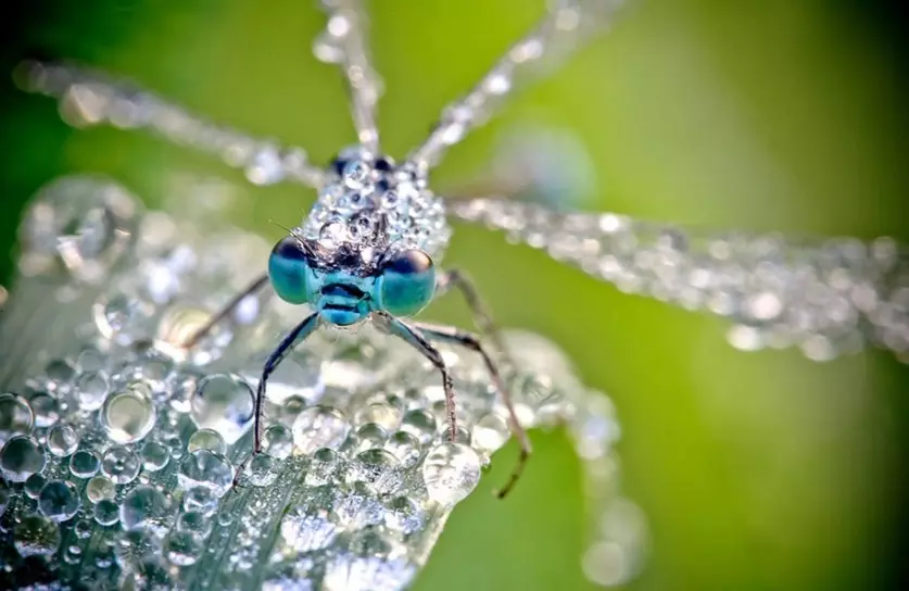 Nakamamanghang macro: Dragonfly sa Dew droplets mula kay David Chambon (David Chambon) 8125_3