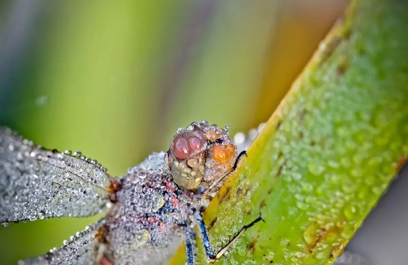 Nakamamanghang macro: Dragonfly sa Dew droplets mula kay David Chambon (David Chambon) 8125_4