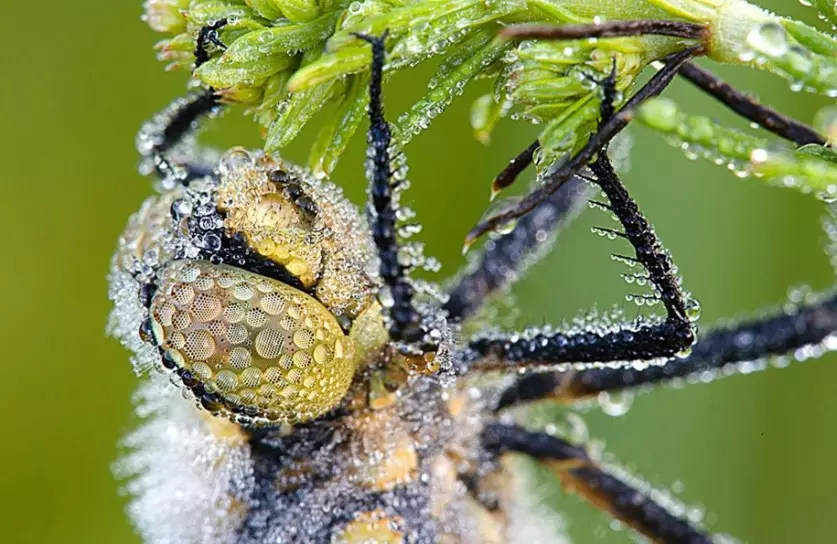 Nakamamanghang macro: Dragonfly sa Dew droplets mula kay David Chambon (David Chambon) 8125_5