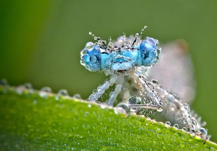 Nakamamanghang macro: Dragonfly sa Dew droplets mula kay David Chambon (David Chambon) 8125_6