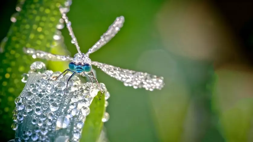 Nakamamanghang macro: Dragonfly sa Dew droplets mula kay David Chambon (David Chambon) 8125_7