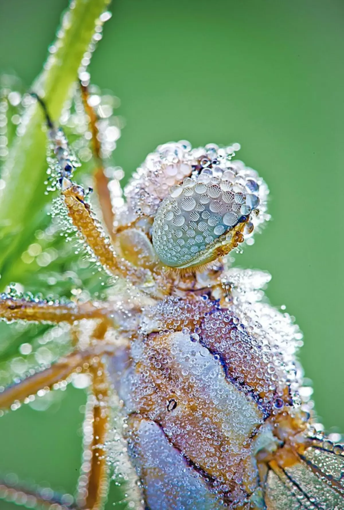 Nakamamanghang macro: Dragonfly sa Dew droplets mula kay David Chambon (David Chambon) 8125_9