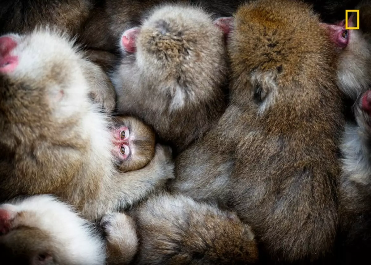 Zanimive fotografije National Geographic Potovalni fotograf 2017 8135_2