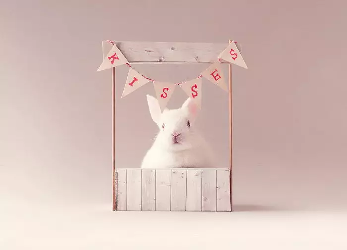 Estas fotos vendrán a morir a cualquiera;) Conejo recién nacido en las obras de Ashraful Arefin (ASHRAFUFT AREFIN) 8137_11