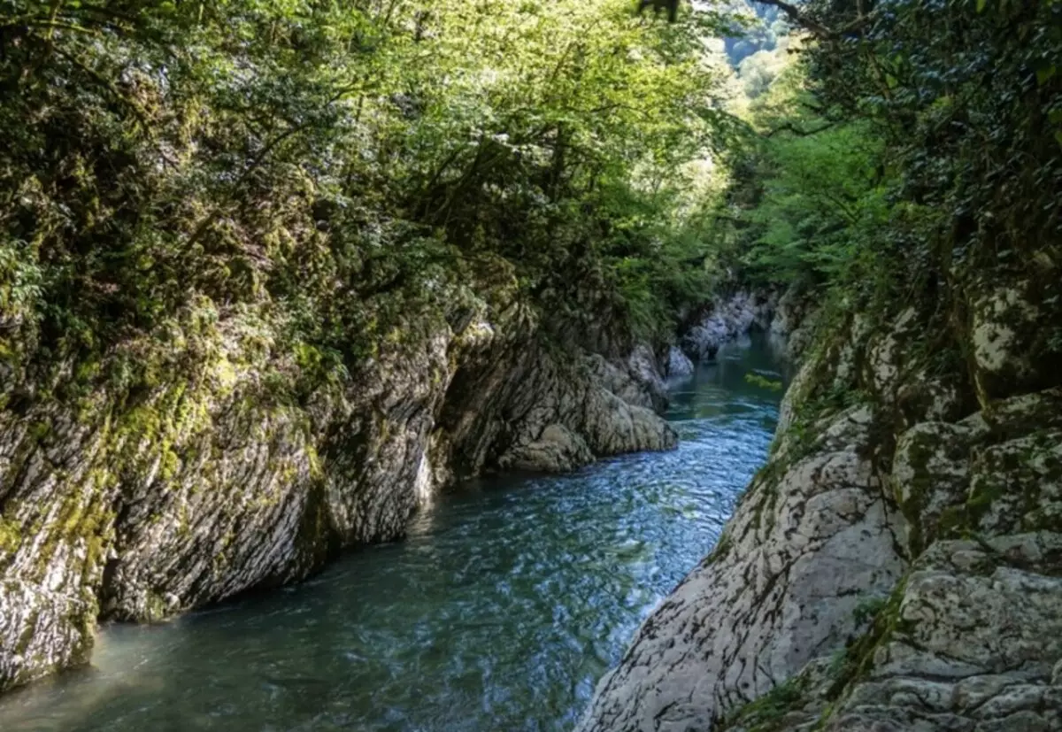 Tiso-sagajiya grove in Sochi - Gidan Tarihi na Live;) 8156_17