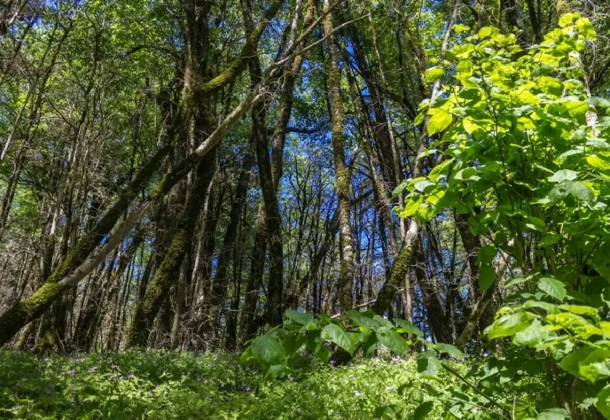 Tiso-sagajiya grove in Sochi - Gidan Tarihi na Live;) 8156_7