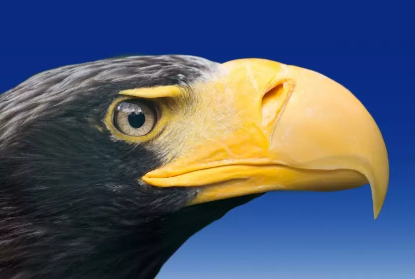 Natura unică a Rusiei: Eagle albă din Lentila Alexey Osokina 8172_1