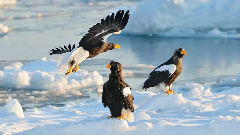 Natureza única de Rusia: Eagle Branca na lente de Alexey Osokina 8172_10