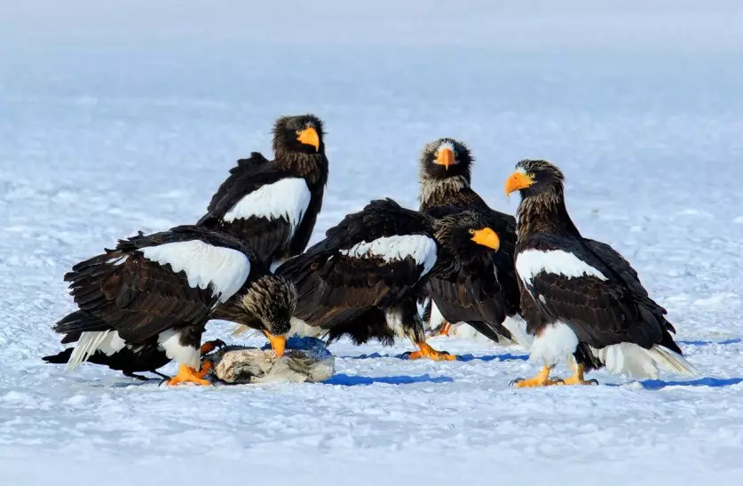 Sipat unik Rusia: Eagle bodas di Alexey Lens 8172_3