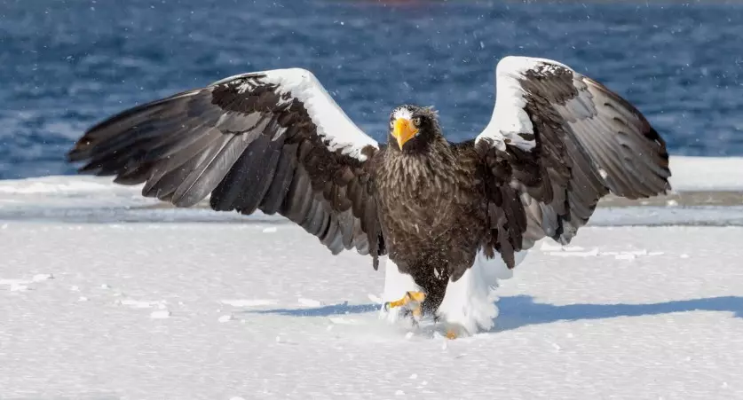 Natura unică a Rusiei: Eagle albă din Lentila Alexey Osokina 8172_4