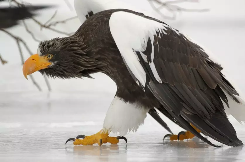 Sipat unik Rusia: Eagle bodas di Alexey Lens 8172_5