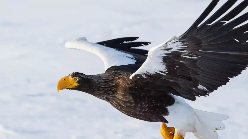 Natura unică a Rusiei: Eagle albă din Lentila Alexey Osokina 8172_6